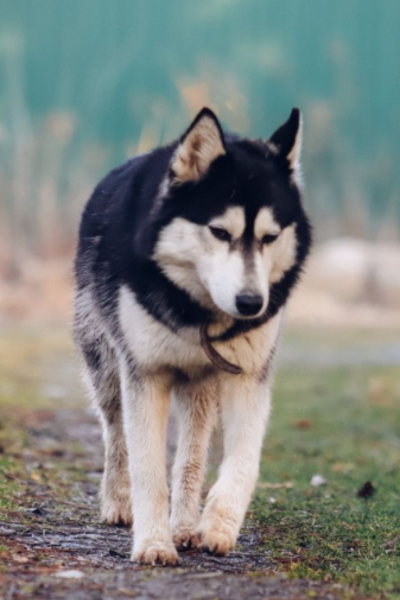Husky: Temperament, Lifespan, Grooming, Training | Petplan