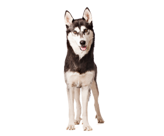 Husky: Temperament, Lifespan, Grooming, Training | Petplan