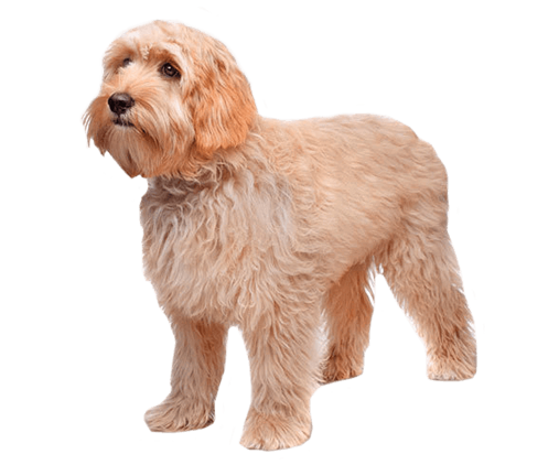 Dog Advice for Labradoodles | Petplan
