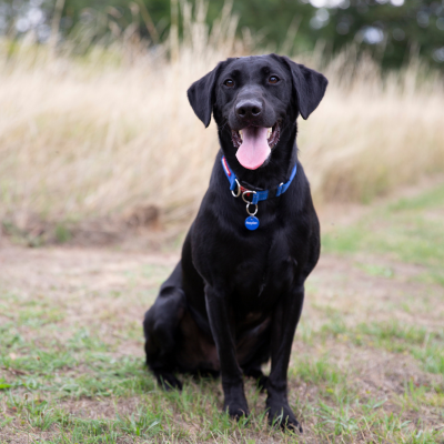 Dog Advice for Labrador | Petplan