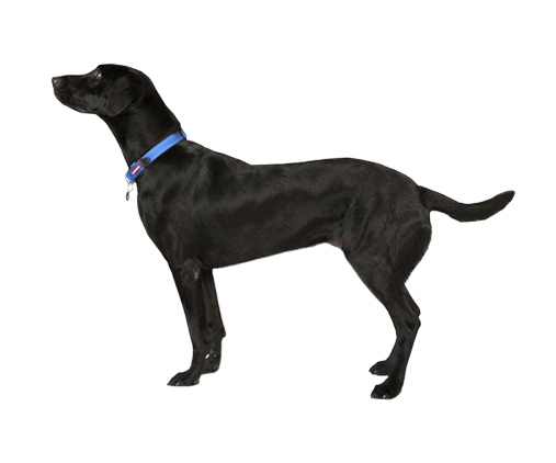 Dog Advice for Labrador | Petplan
