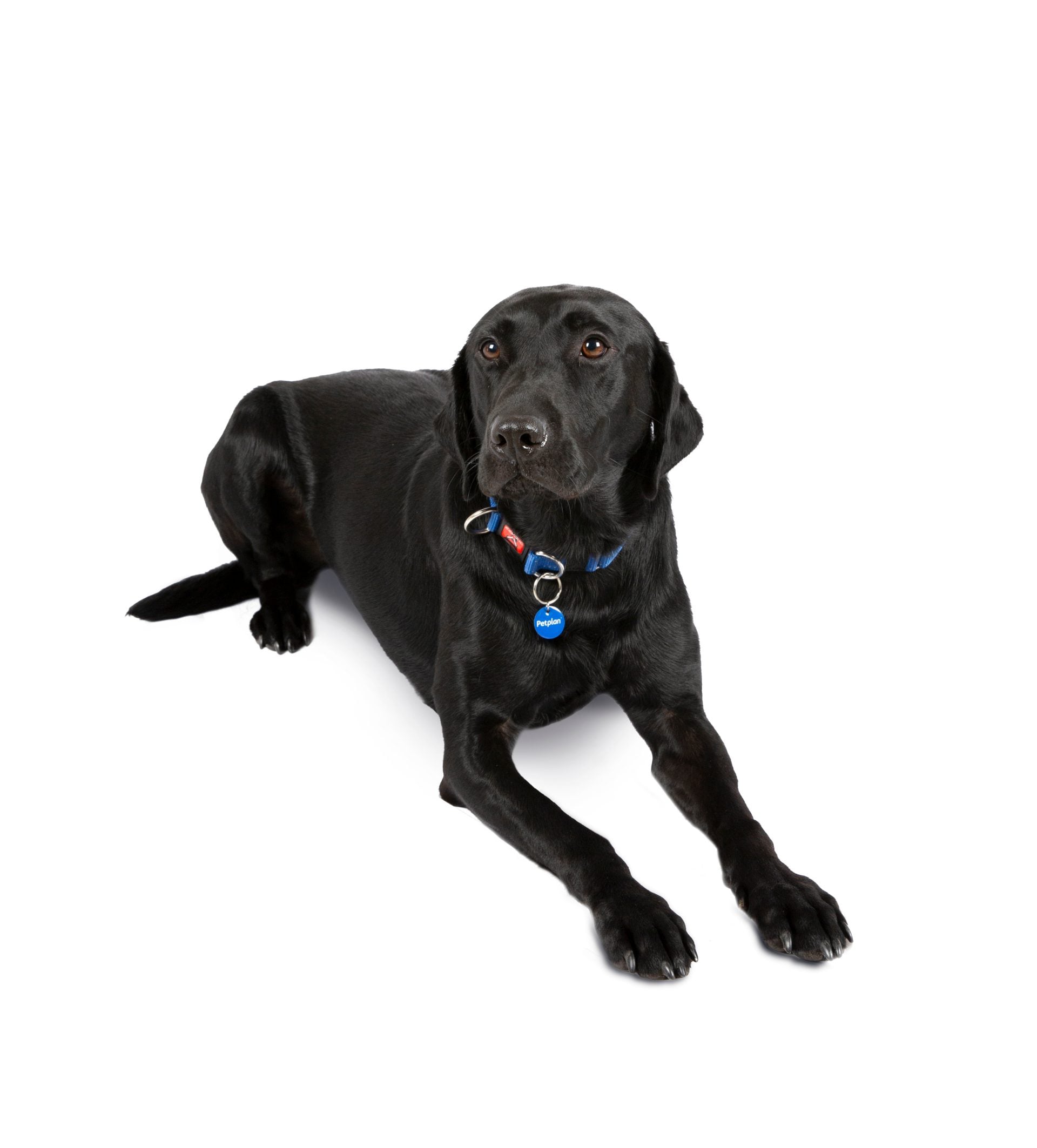 Dog Advice for Labrador | Petplan