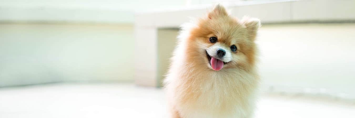 Dog Advice for Pomeranian | Petplan