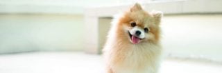 Dog Advice for Pomeranian | Petplan