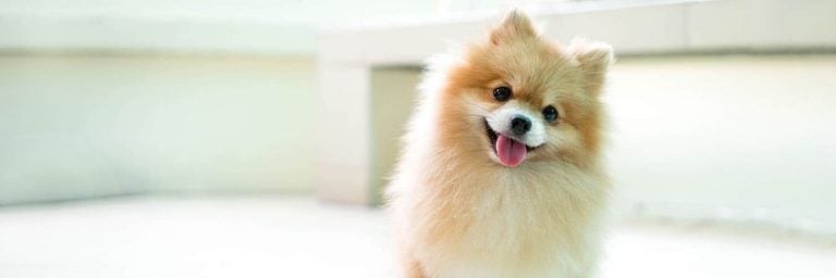 Dog Advice for Pomeranian | Petplan