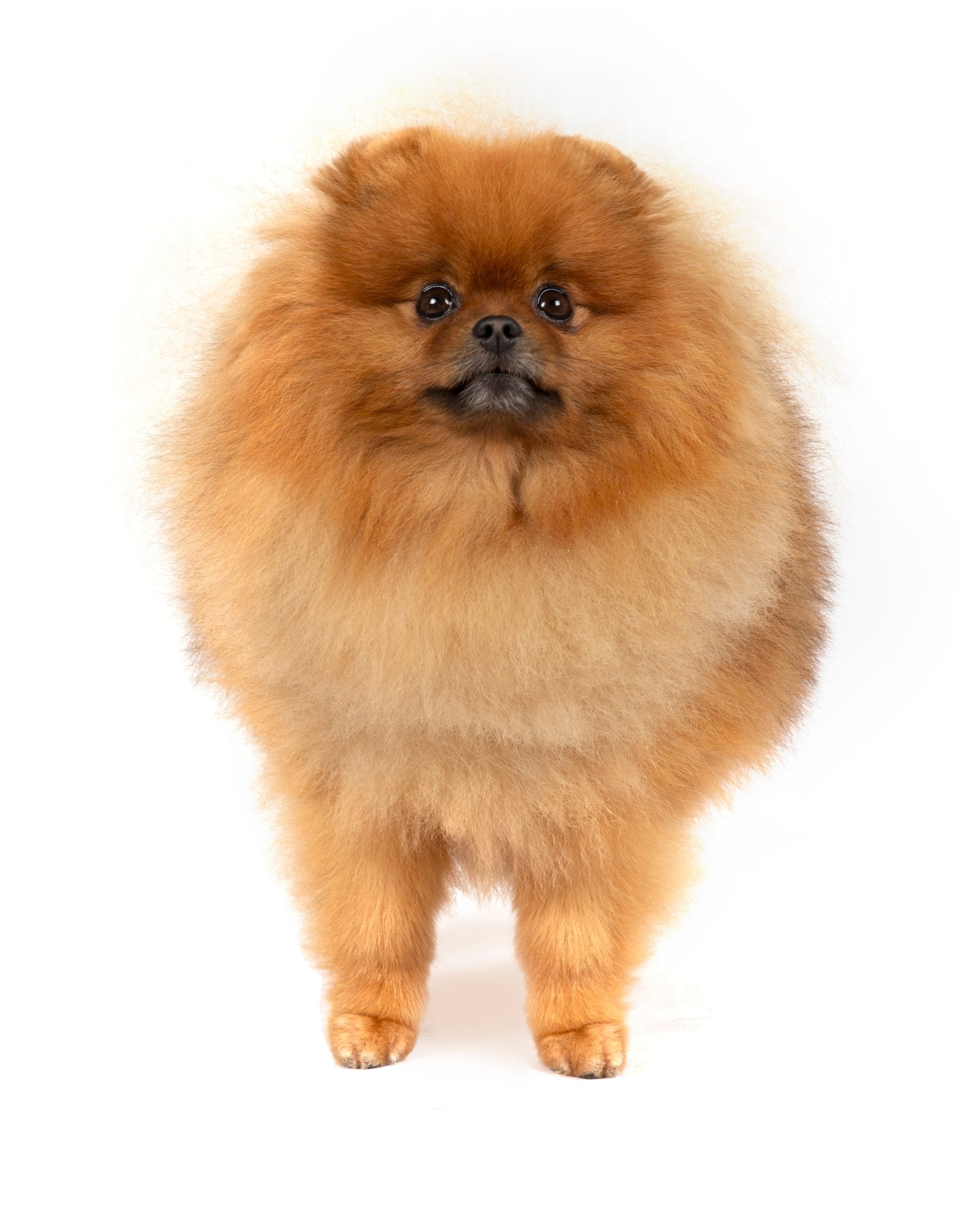 Dog Advice for Pomeranian | Petplan
