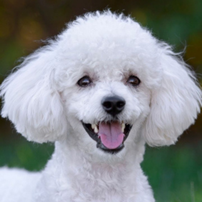 Poodle: Temperament, Lifespan, Grooming, Training | Petplan