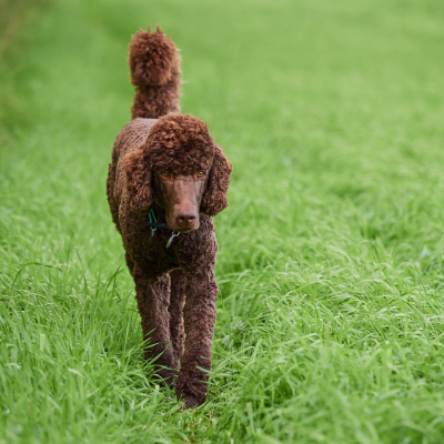 Poodle: Temperament, Lifespan, Grooming, Training | Petplan
