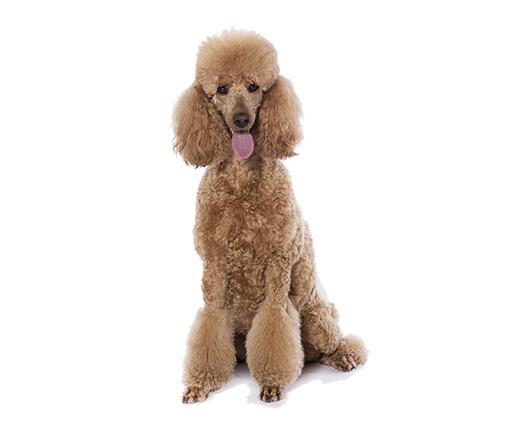 Poodle: Temperament, Lifespan, Grooming, Training | Petplan