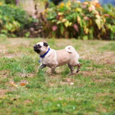 Pug: Temperament, Lifespan, Grooming, Training | Petplan