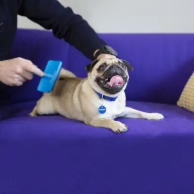 Pug: Temperament, Lifespan, Grooming, Training | Petplan