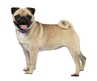 Pug: Temperament, Lifespan, Grooming, Training | Petplan