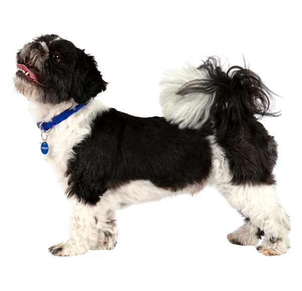 Dog Advice for Shih Tzu | Petplan