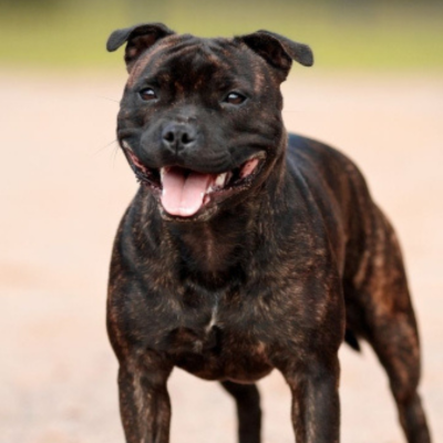 Staffordshire Bull Terrier: Grooming, Training | Petplan