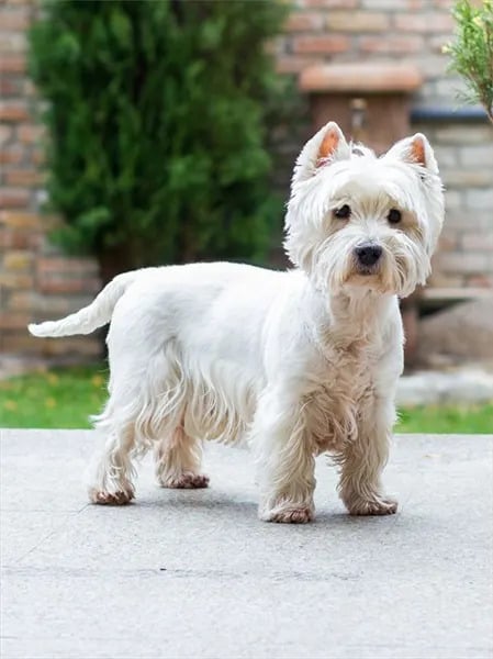 Westie traits, grooming and nutrition | Petplan