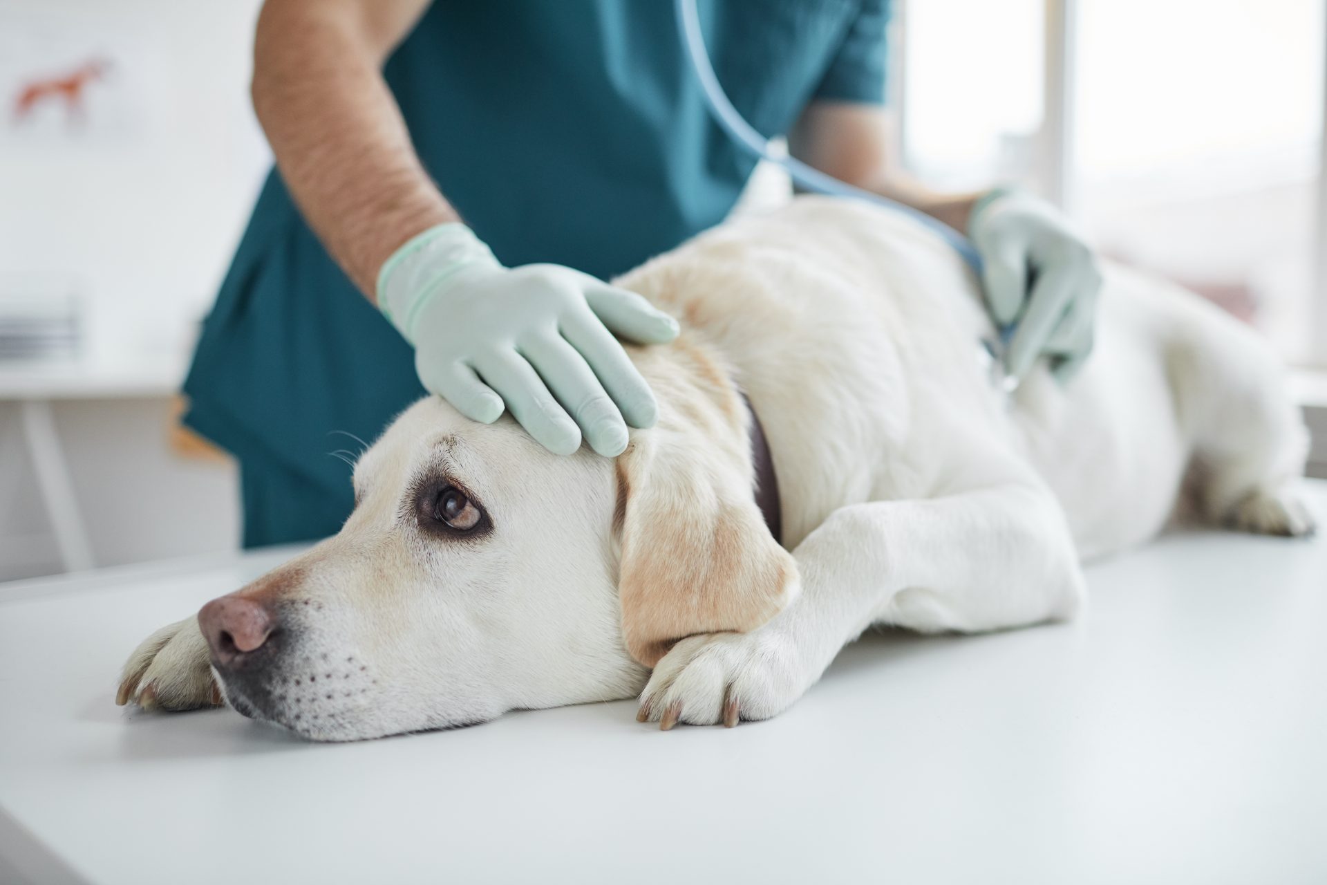 Blood in dog stool: what to do next? | Petplan