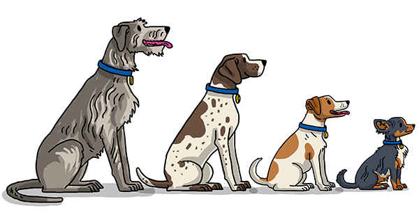 How long do dogs live? | Petplan