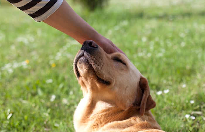 International Dog Day: How to celebrate your pet | Petplan
