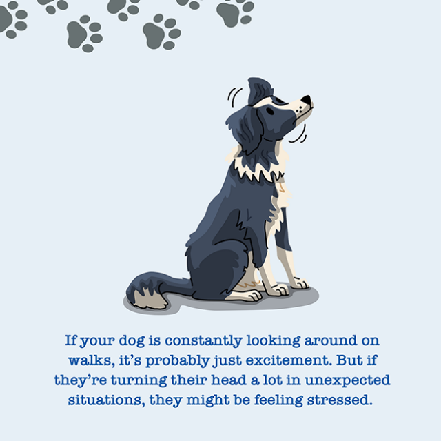 How to spot signs of stress in dogs | Petplan