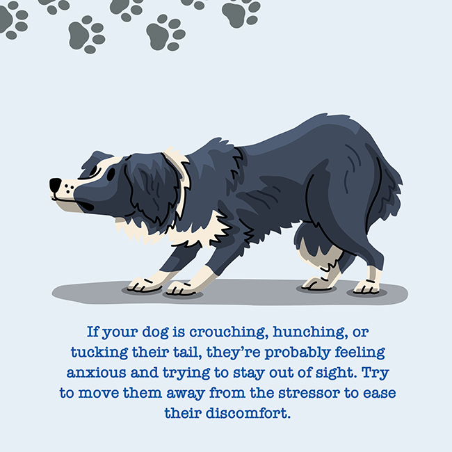 How to spot signs of stress in dogs | Petplan