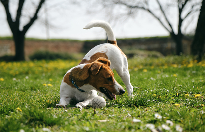 Why do some dogs chase their tail? | Petplan