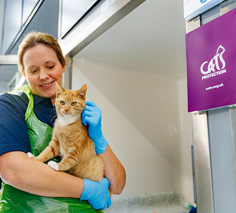Cat Advice from Cats Protection | Petplan