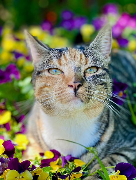Cat Advice from Cats Protection | Petplan