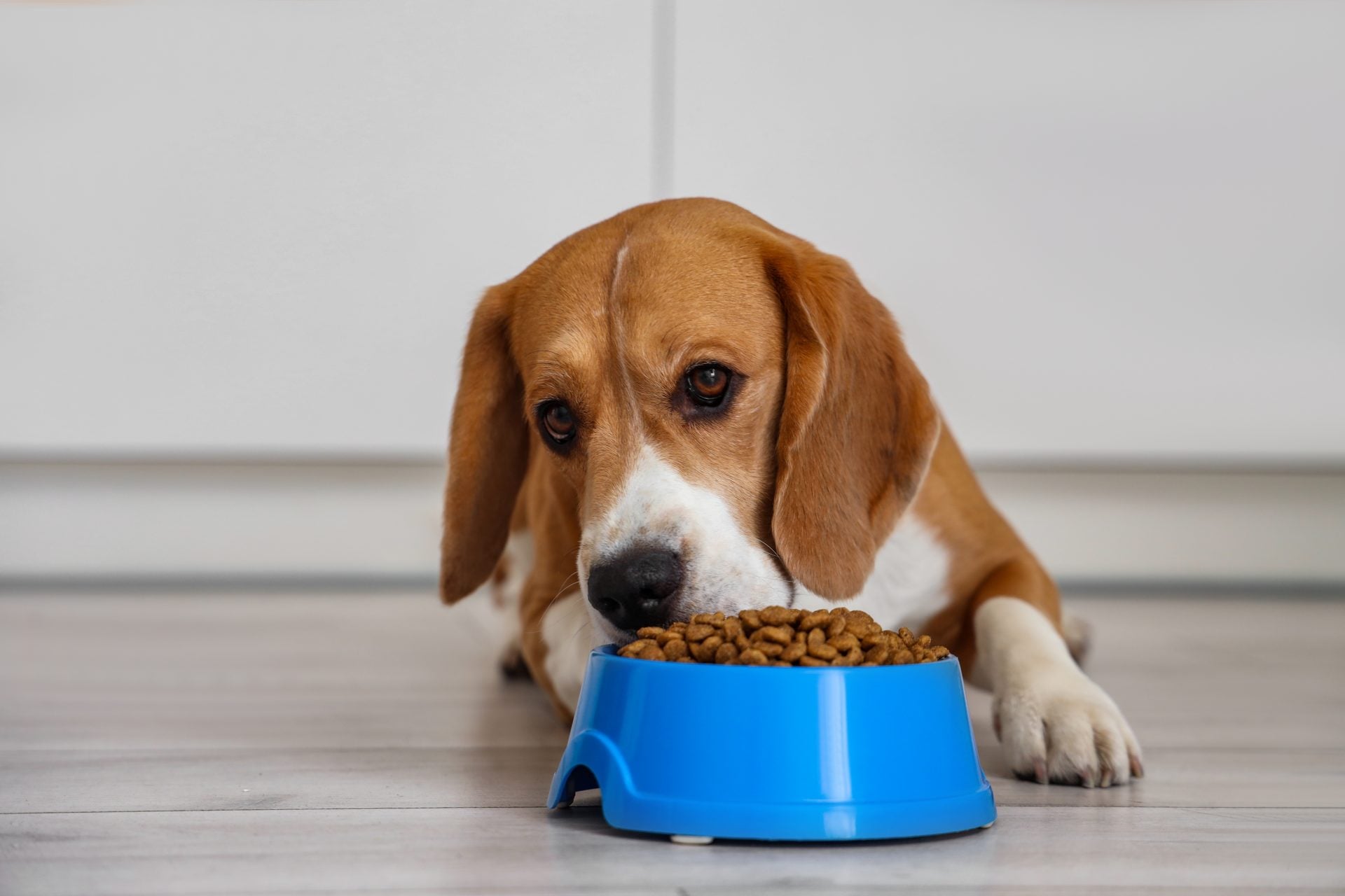 Petplan FAQs | Petplan