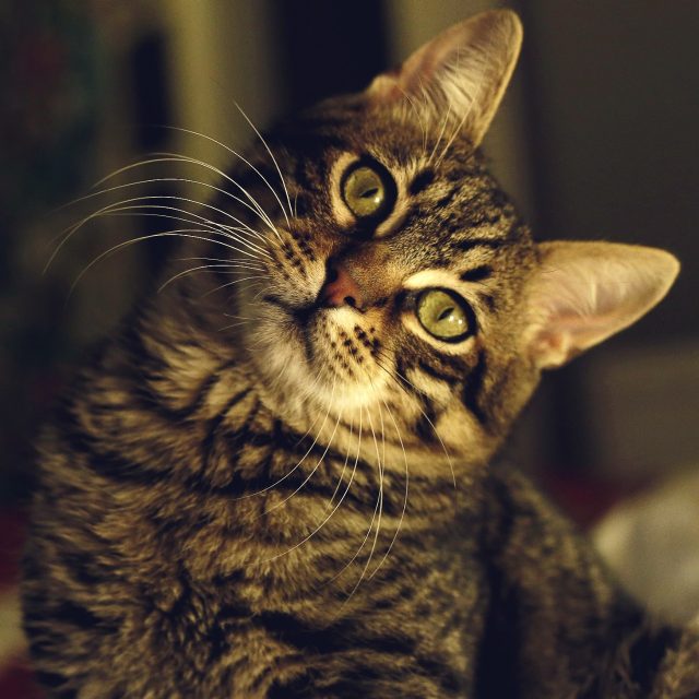 UK Pet Insurance: Dog, Cat, Rabbit | Petplan