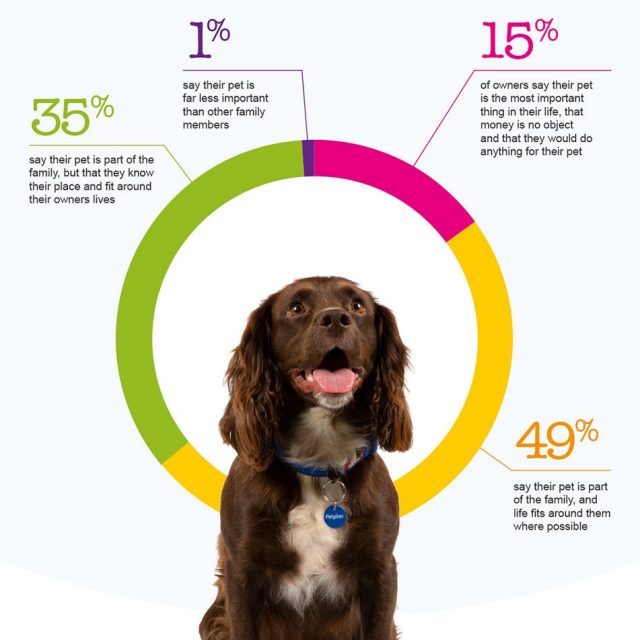 Most Popular Pets In The UK – Pet Statistics | Petplan