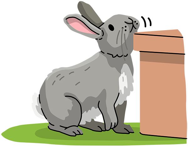 Rabbit body language | Petplan