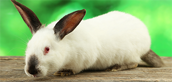 Rabbit Breeds: A Guide to Buying Rabbits | Petplan