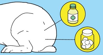 Rabbit bottom problems - Rabbit check up | Petplan