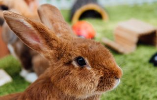 Rabbit fitness: how to exercise rabbits | Petplan