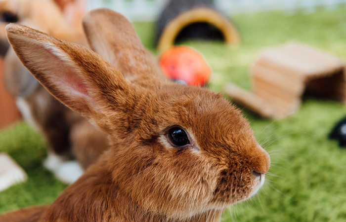 Rabbit fitness: how to exercise rabbits | Petplan